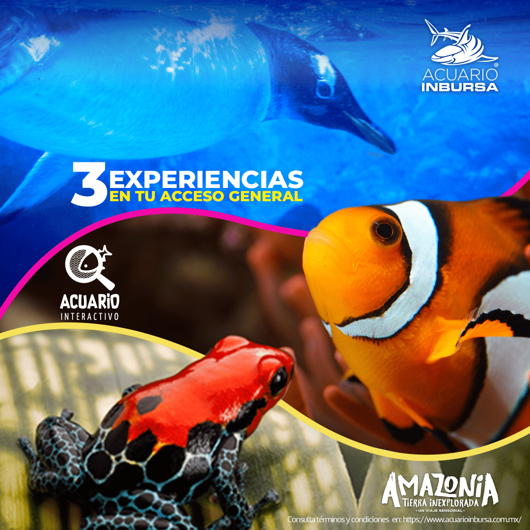 Grupos y Escuelas - Acuario Inbursa