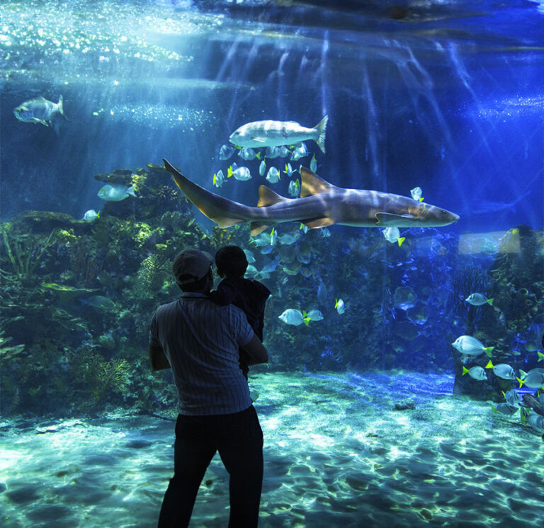 Bienvenidos a Acuario Inbursa